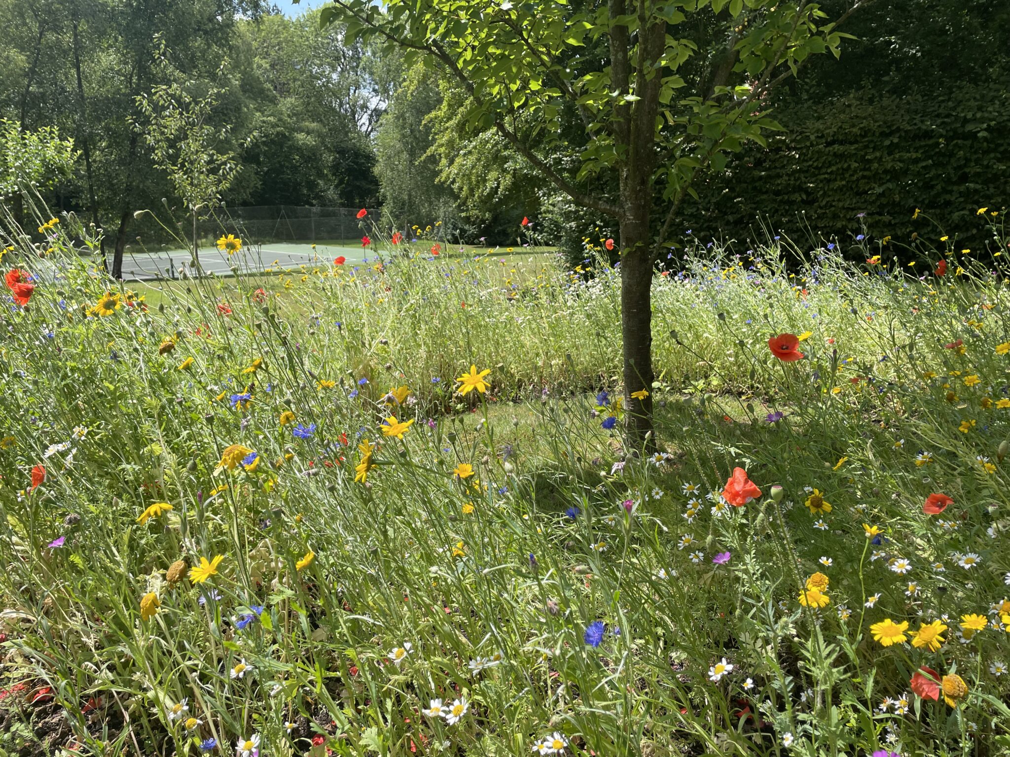 June Whitaker - Yorkshire Air Ambulance